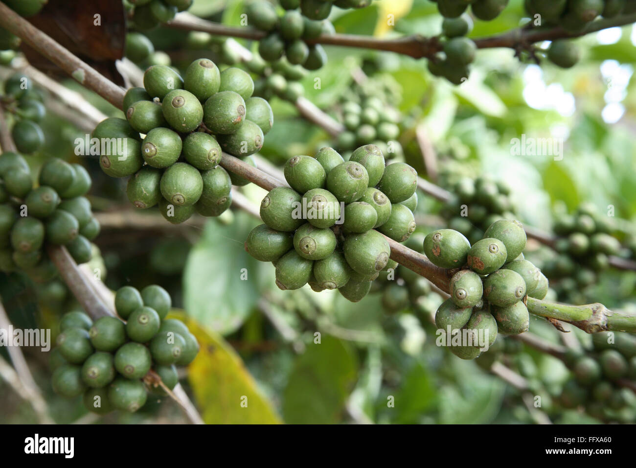 Cherry tree kerala hi-res stock photography and images - Alamy