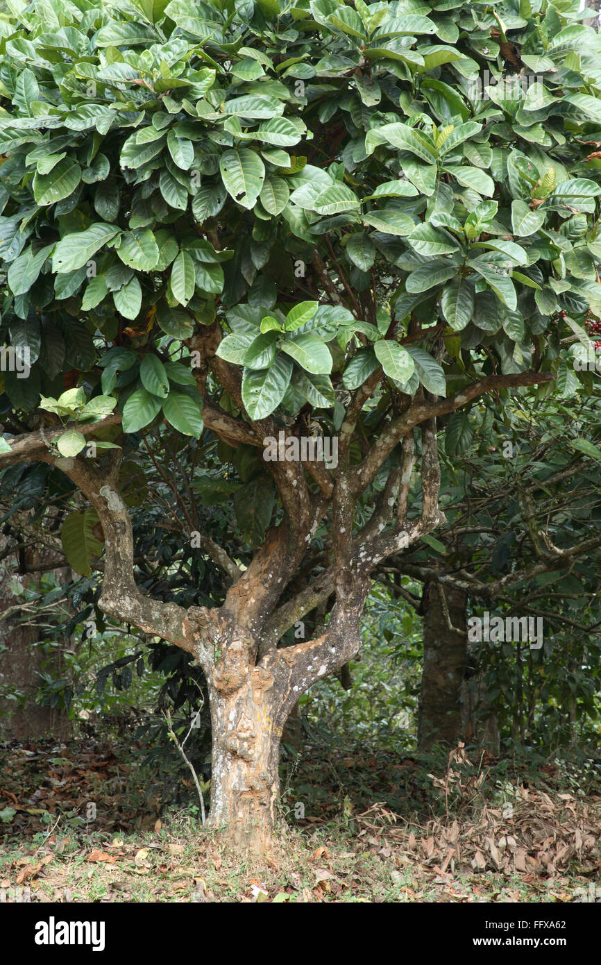 Coffee tree hi-res stock photography and images - Alamy