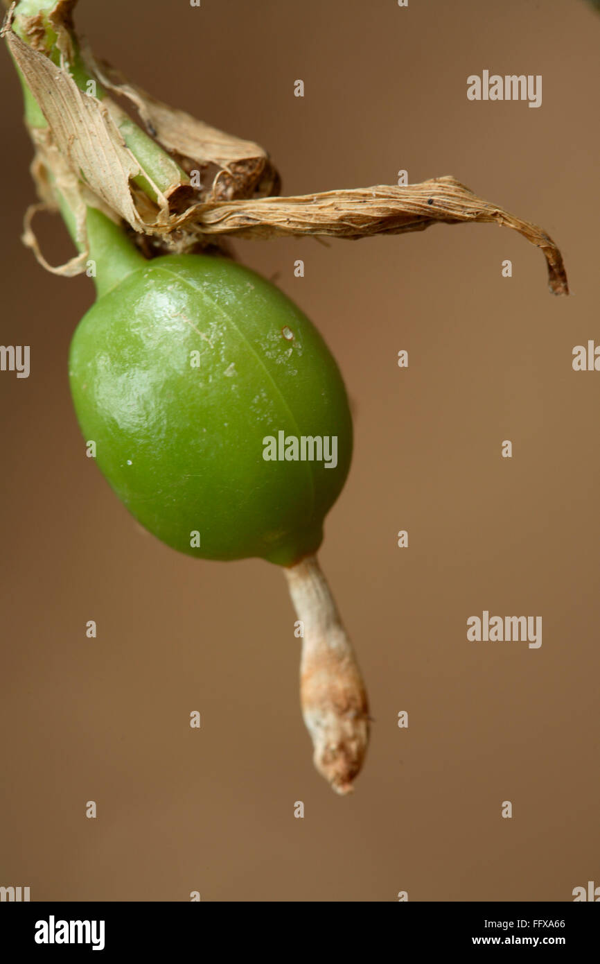 Green cardamom farming hi-res stock photography and images - Alamy