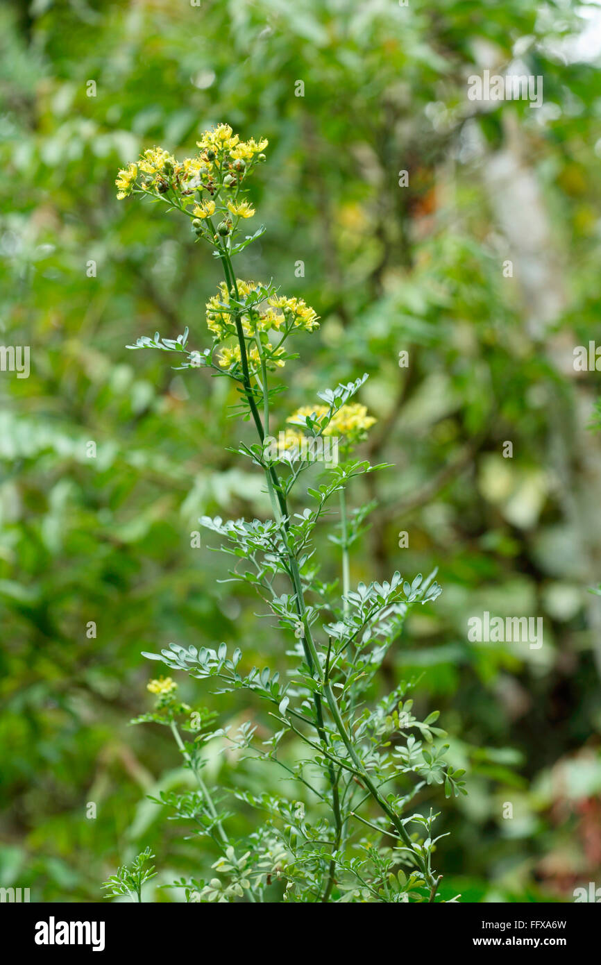 Medicinal plant and flowers Arutha Botanical name Ruta Graveolens Stock ...