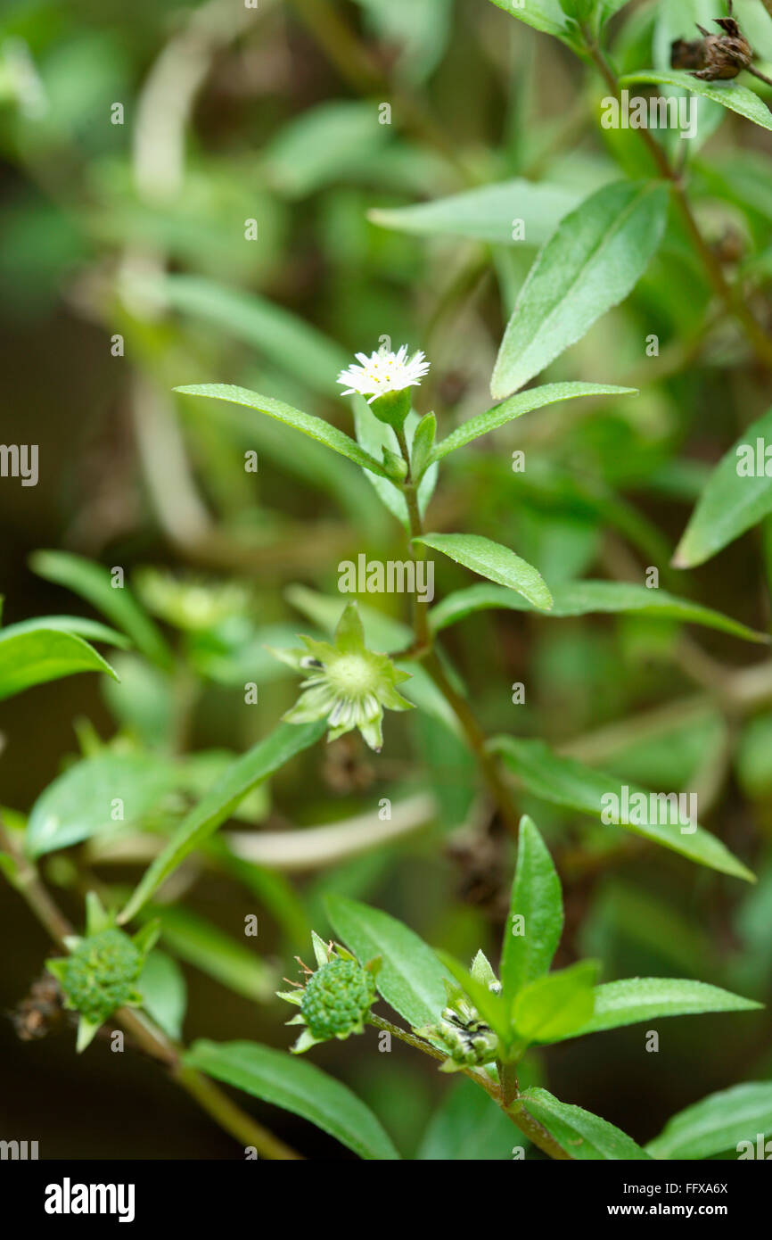 Eclipta Alba Stock Photos & Eclipta Alba Stock Images - Alamy