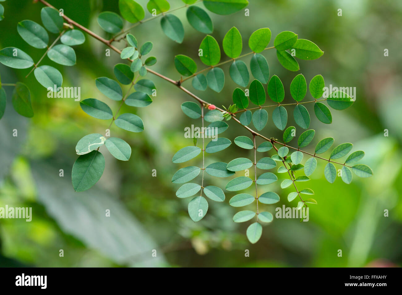 Indigo plantation hi-res stock photography and images - Alamy
