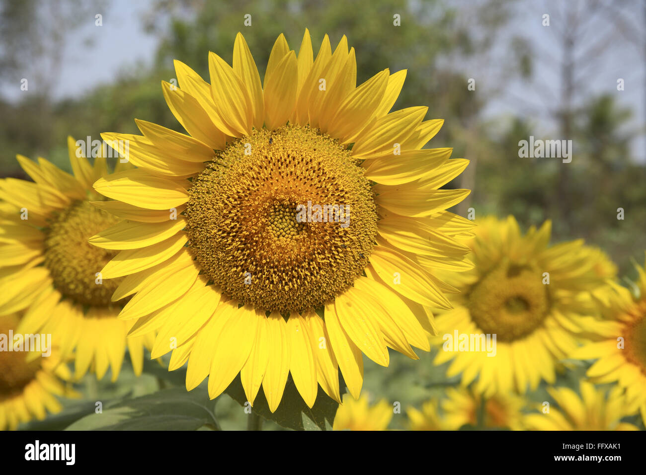 Sunflower plant, Maharashtra, India, Asia Stock Photo - Alamy