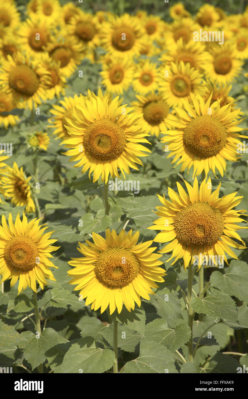 Sunflower plant, Maharashtra, India, Asia Stock Photo - Alamy