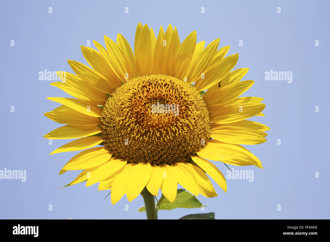 Yellow and golden oil seed flower or Sunflower Helianthus annuus ...