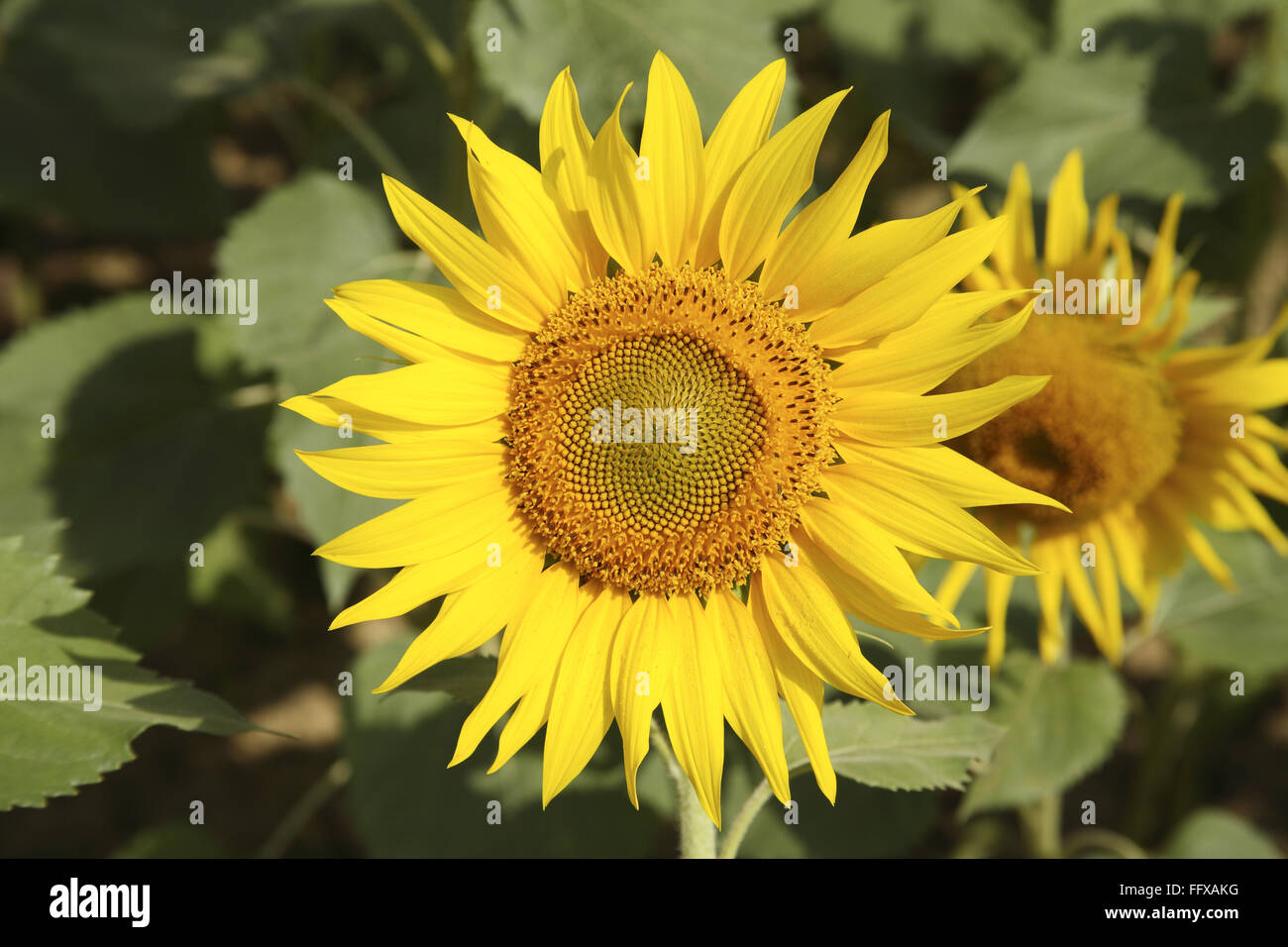 Sunflower plant, Maharashtra, India, Asia Stock Photo - Alamy