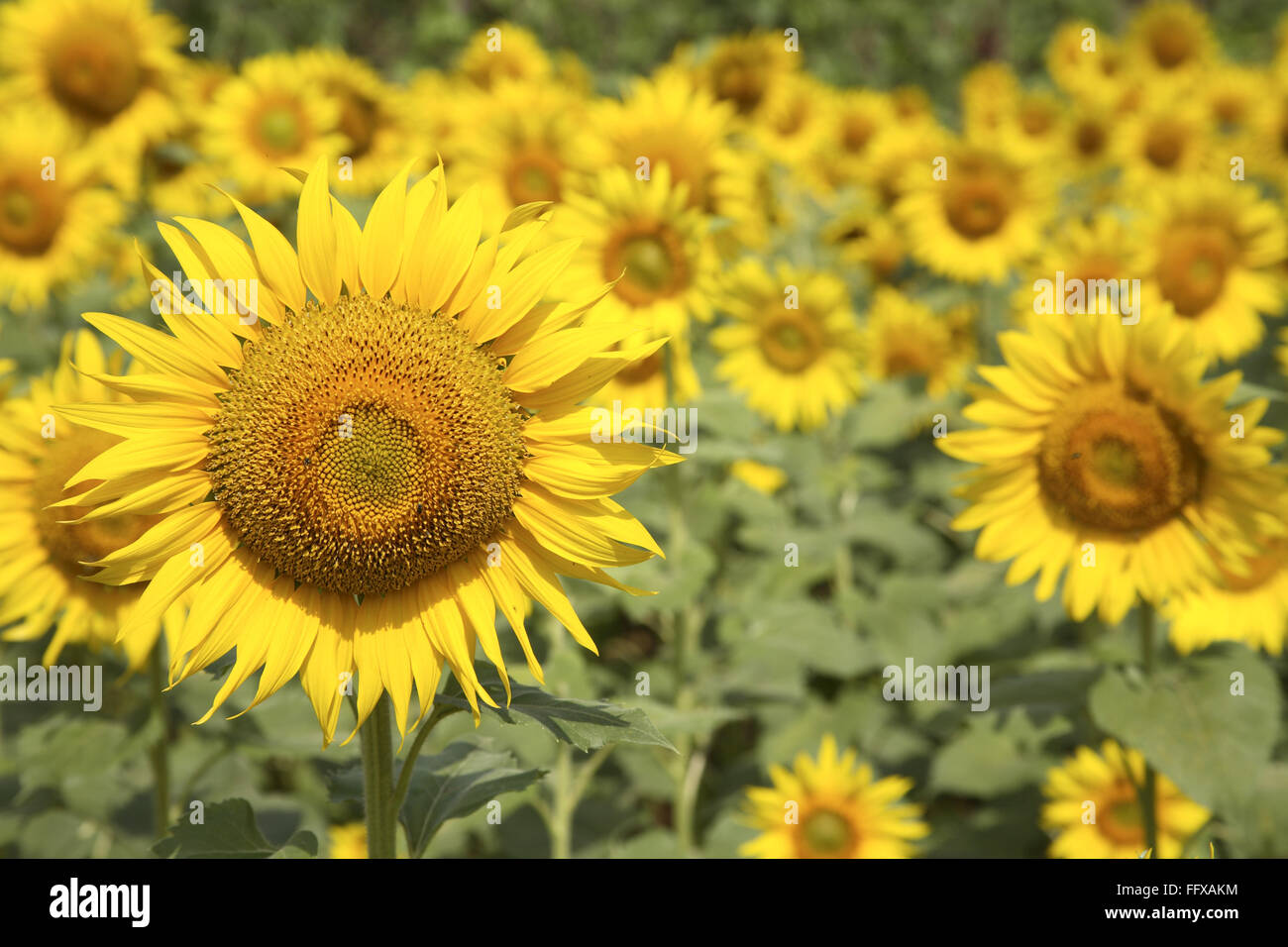Sunflower plant, Maharashtra, India, Asia Stock Photo - Alamy
