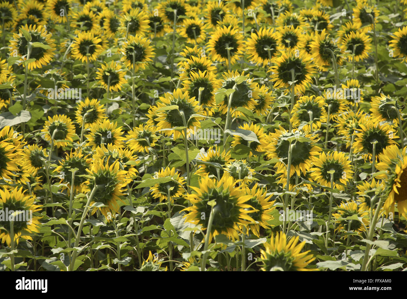Yellow and golden oil seed flower or Sunflower from back side against ...