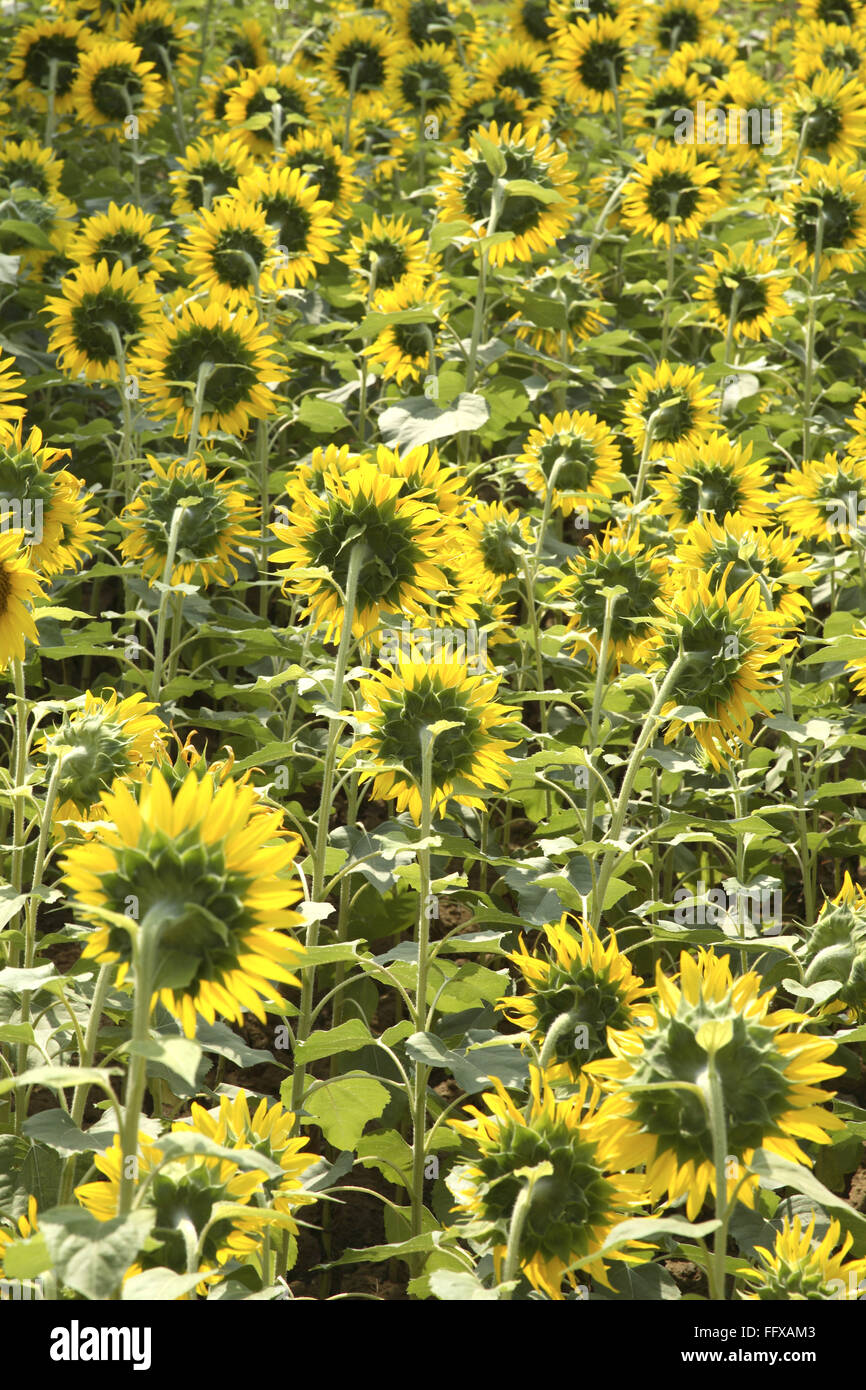Side view sunflower hi-res stock photography and images - Alamy