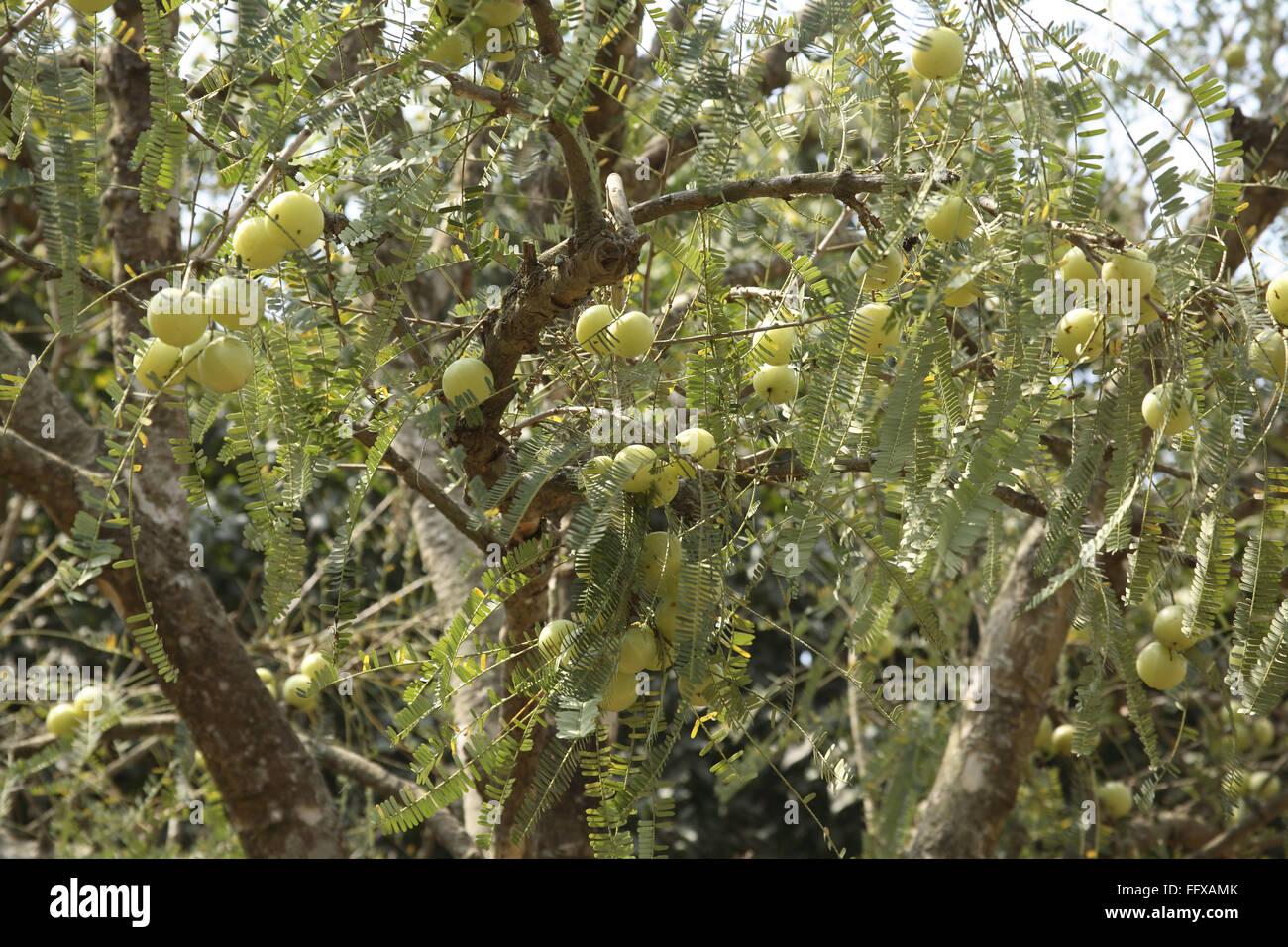 Emblica Officinalis High Resolution Stock Photography and Images - Alamy