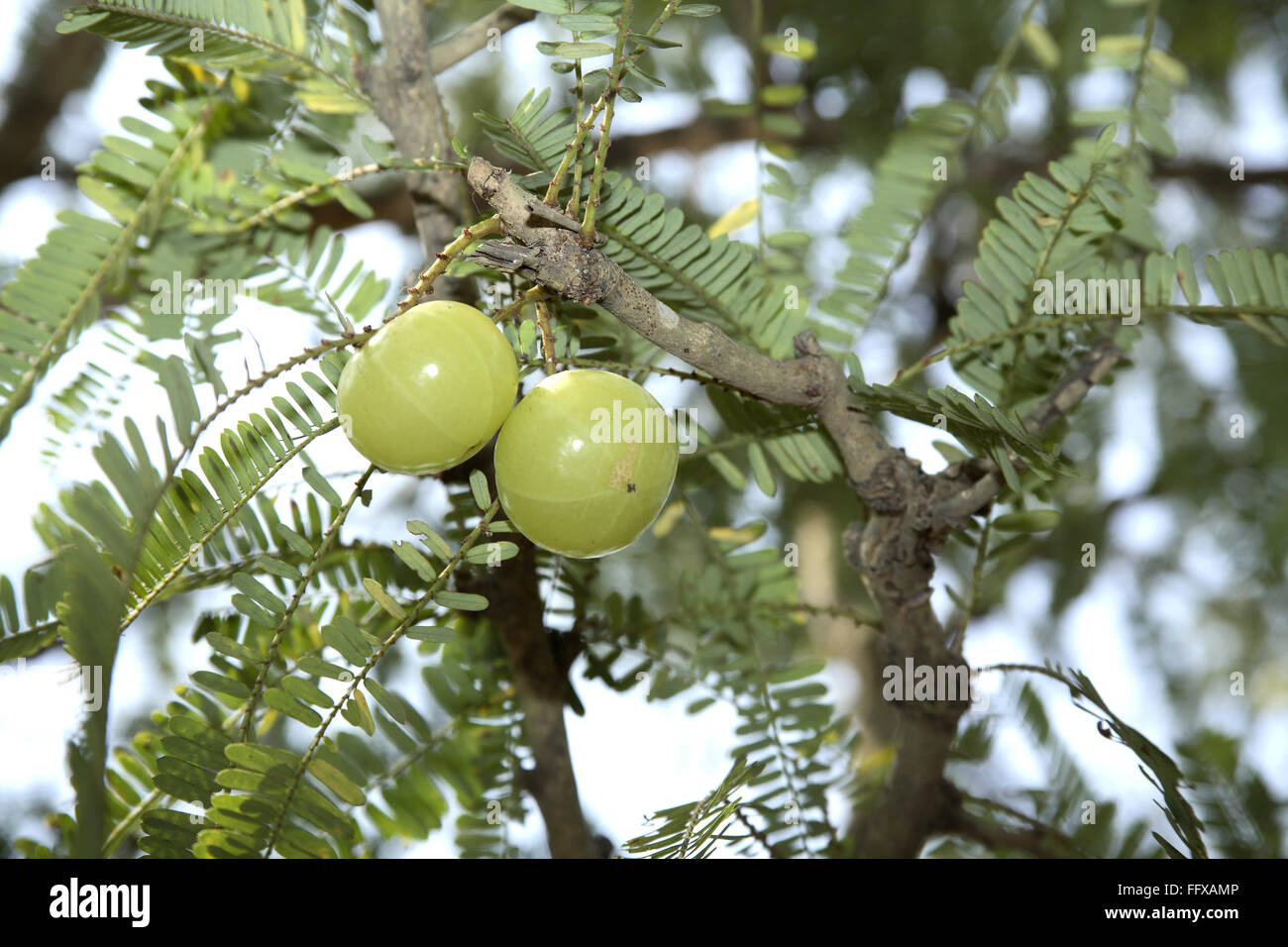 Amla tree, phyllanthus emblica, emblic, emblic myrobalan, myrobalan ...