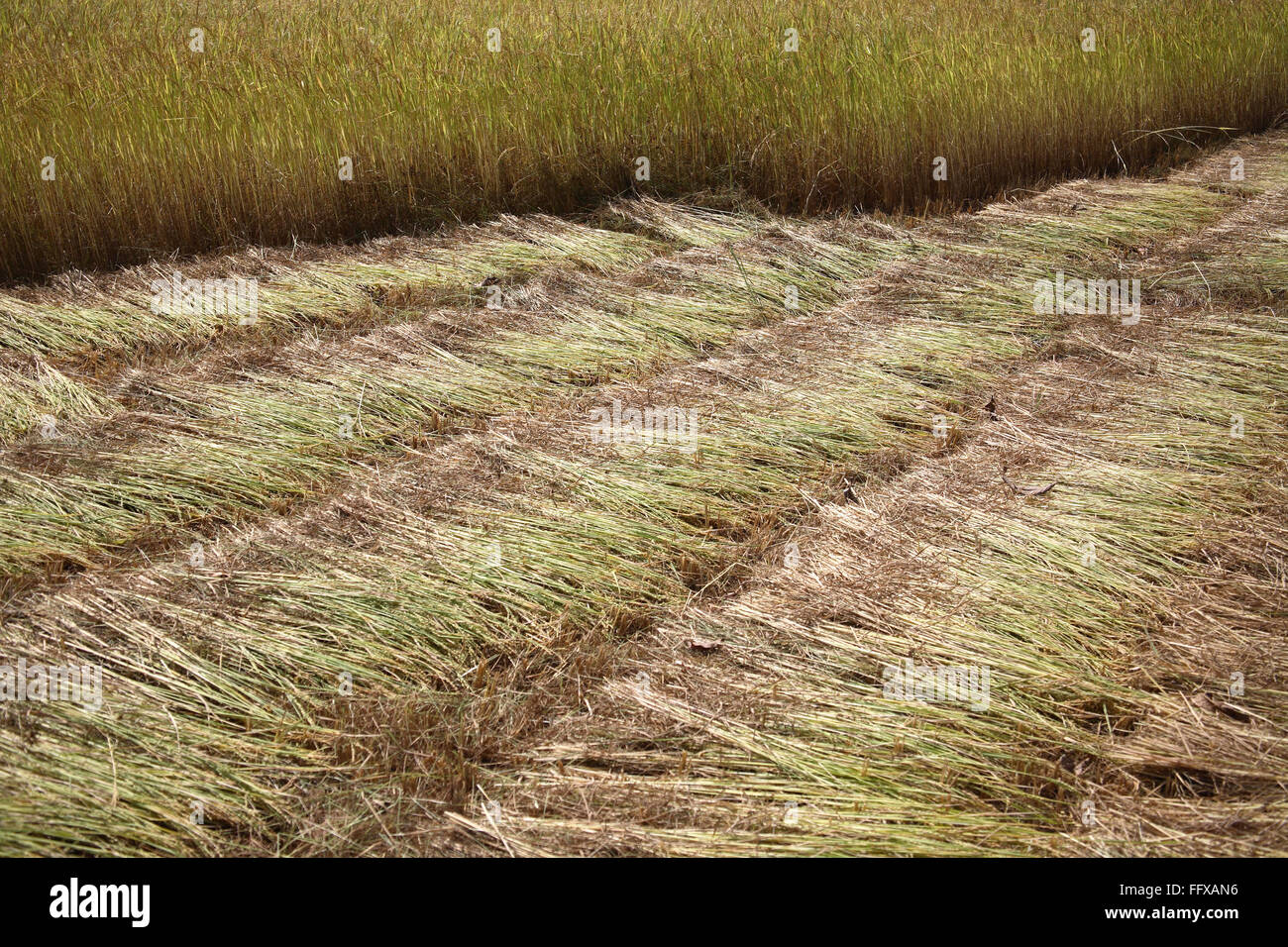 Ready Paddy crop , Paddy field , part of the paddy field is cut kept on ...