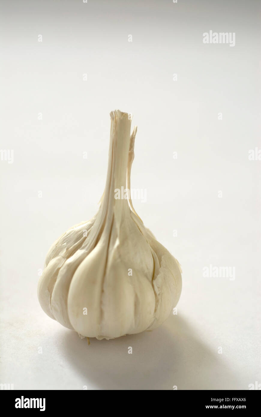 One single Garlic bulb white on white background spice Stock Photo - Alamy