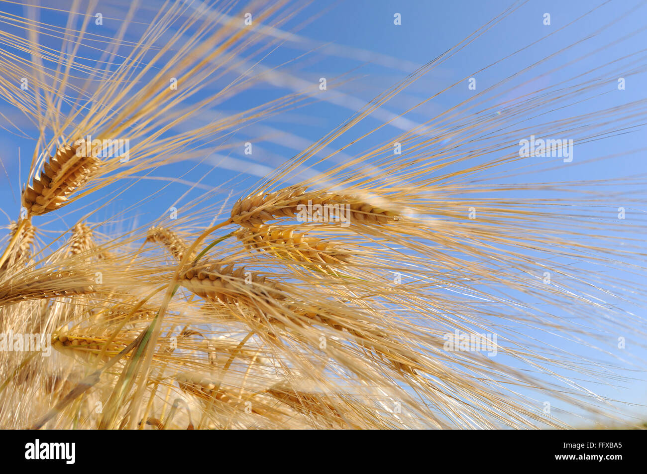 Strand wheat hi-res stock photography and images - Alamy