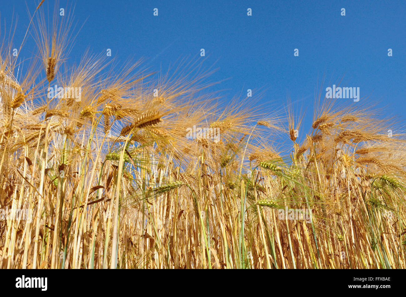 field of golden barley strand under blue sky Stock Photo - Alamy