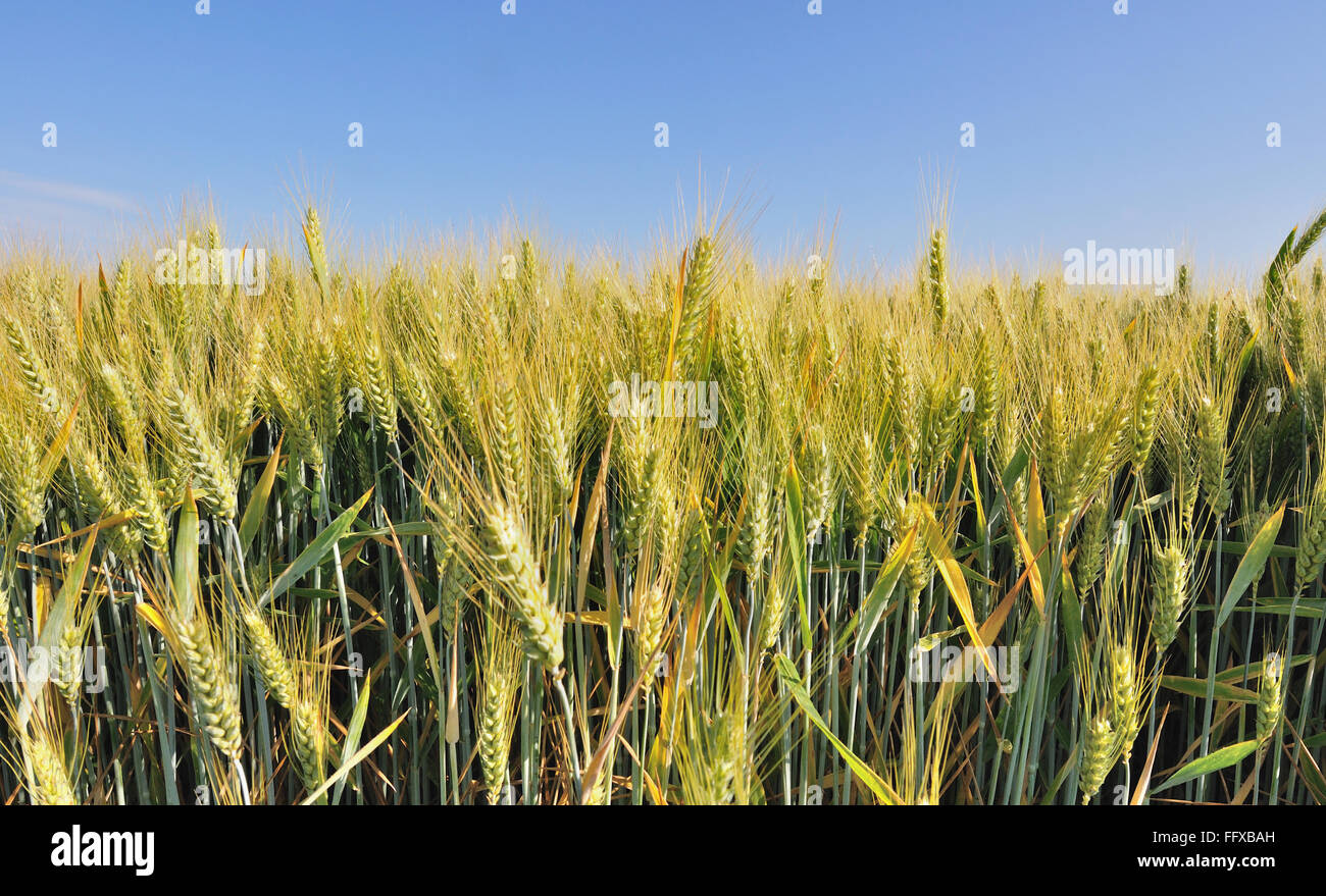 Beardead hi-res stock photography and images - Alamy