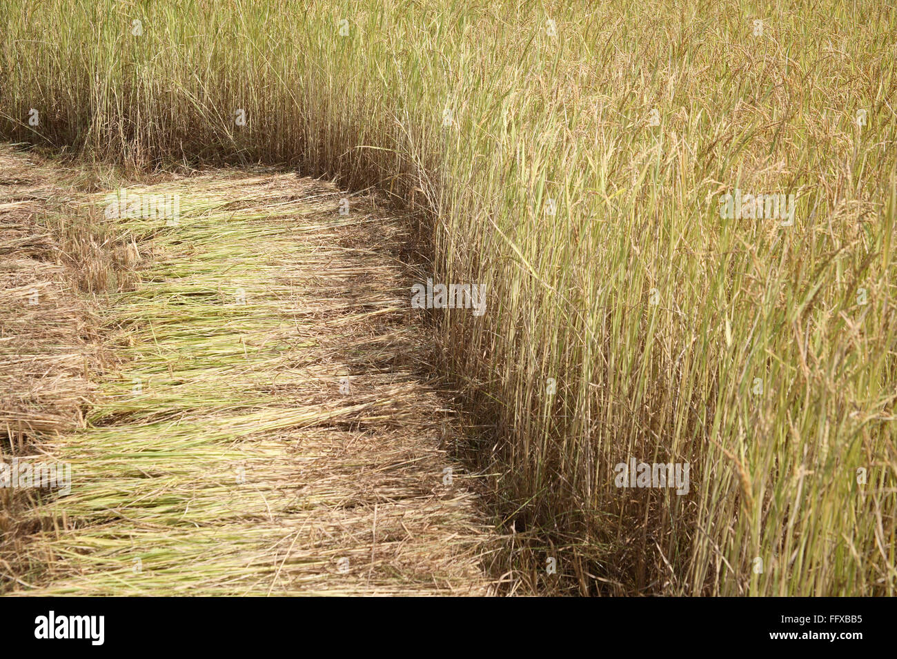 Crop collection hi-res stock photography and images - Alamy