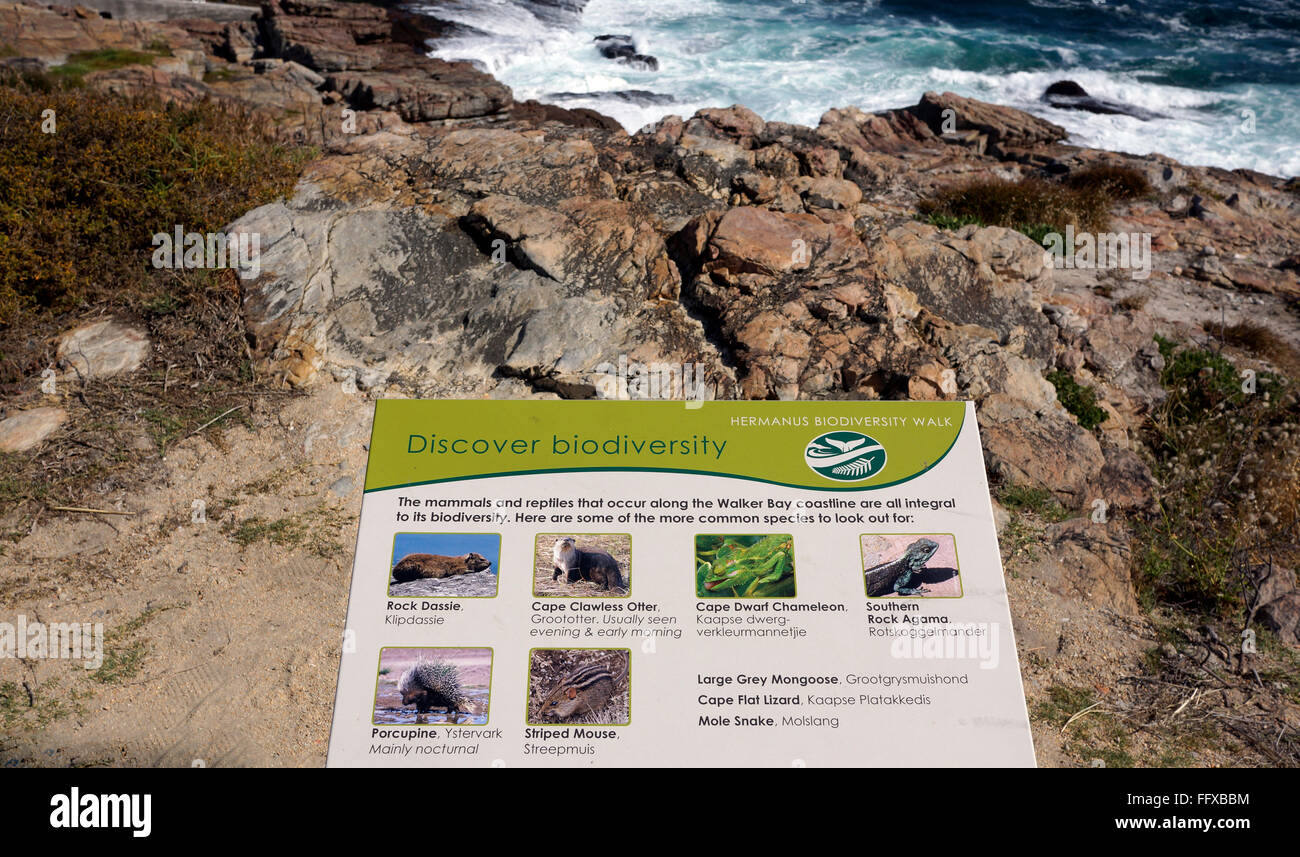 Whale sign hermanus south africa hi-res stock photography and images ...