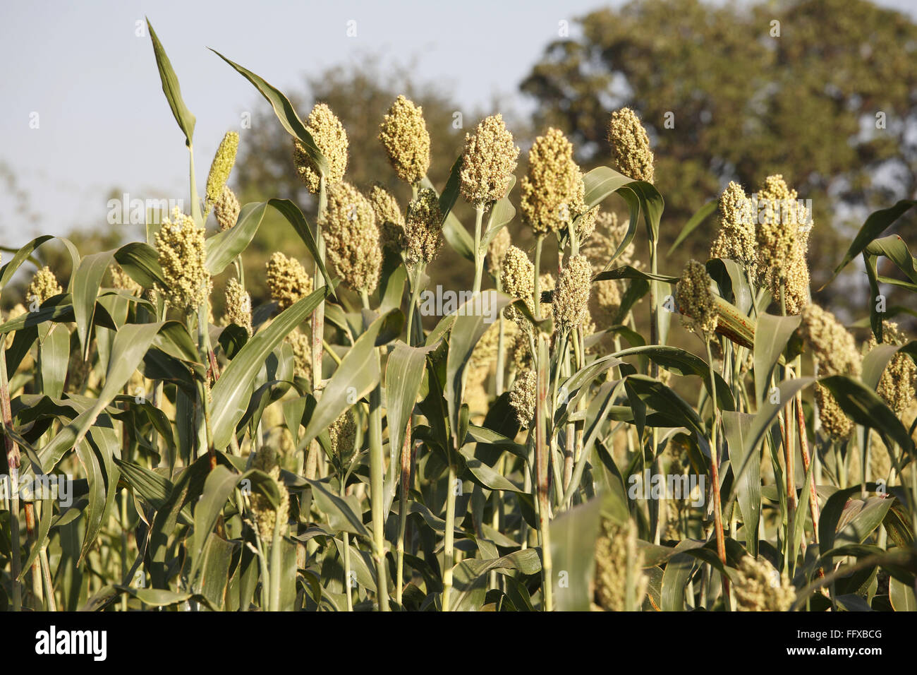 Grain , close ups of corns of jawar jawari sorghum in field ...