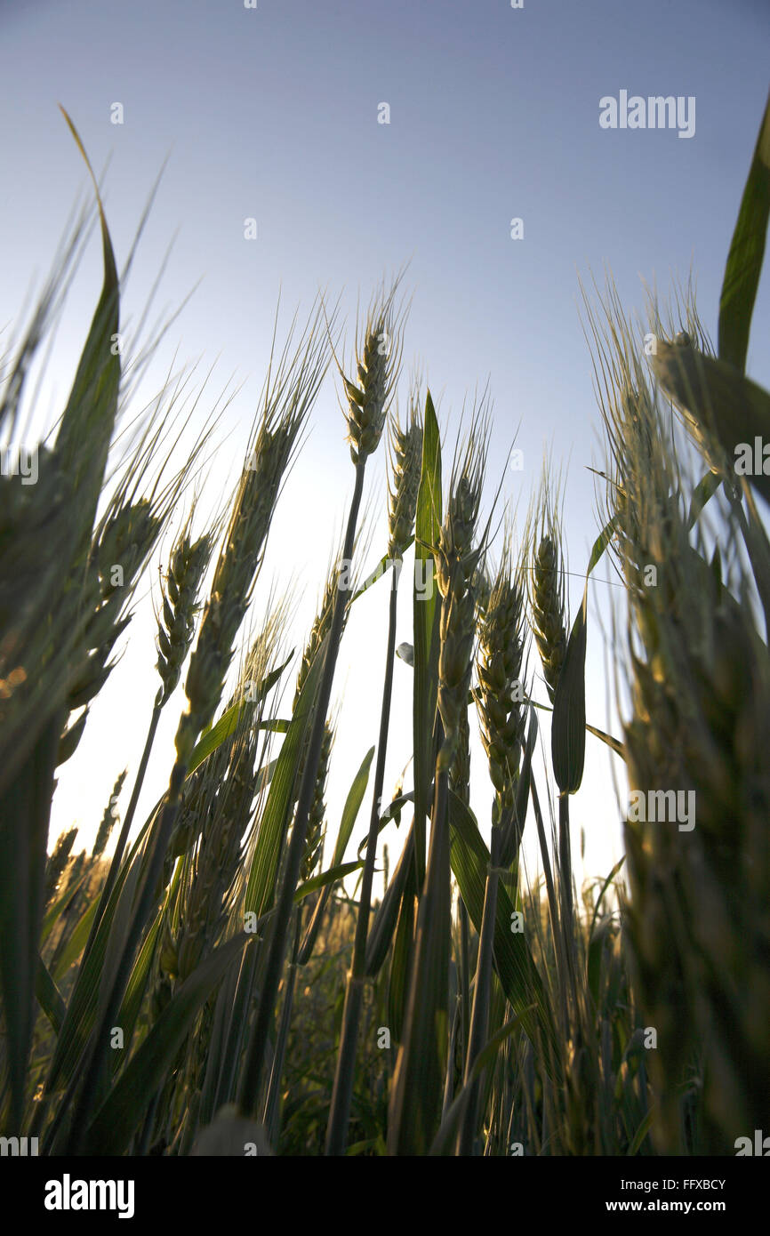 Grain , crop of wheat Gehun Triticum aestivum in field , Maharashtra ...