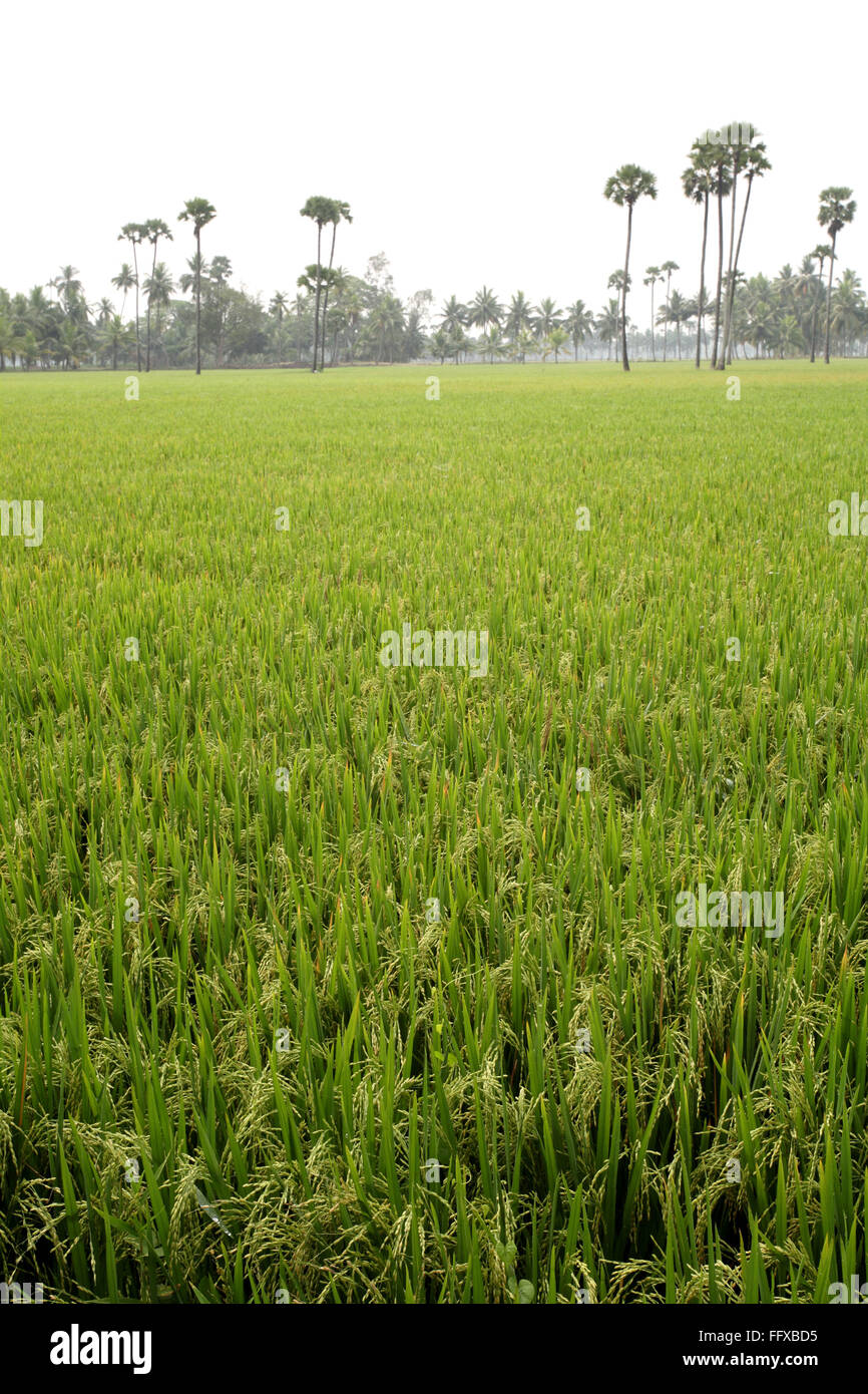 South India Rice Paddy Field Stock Photos & South India Rice Paddy ...