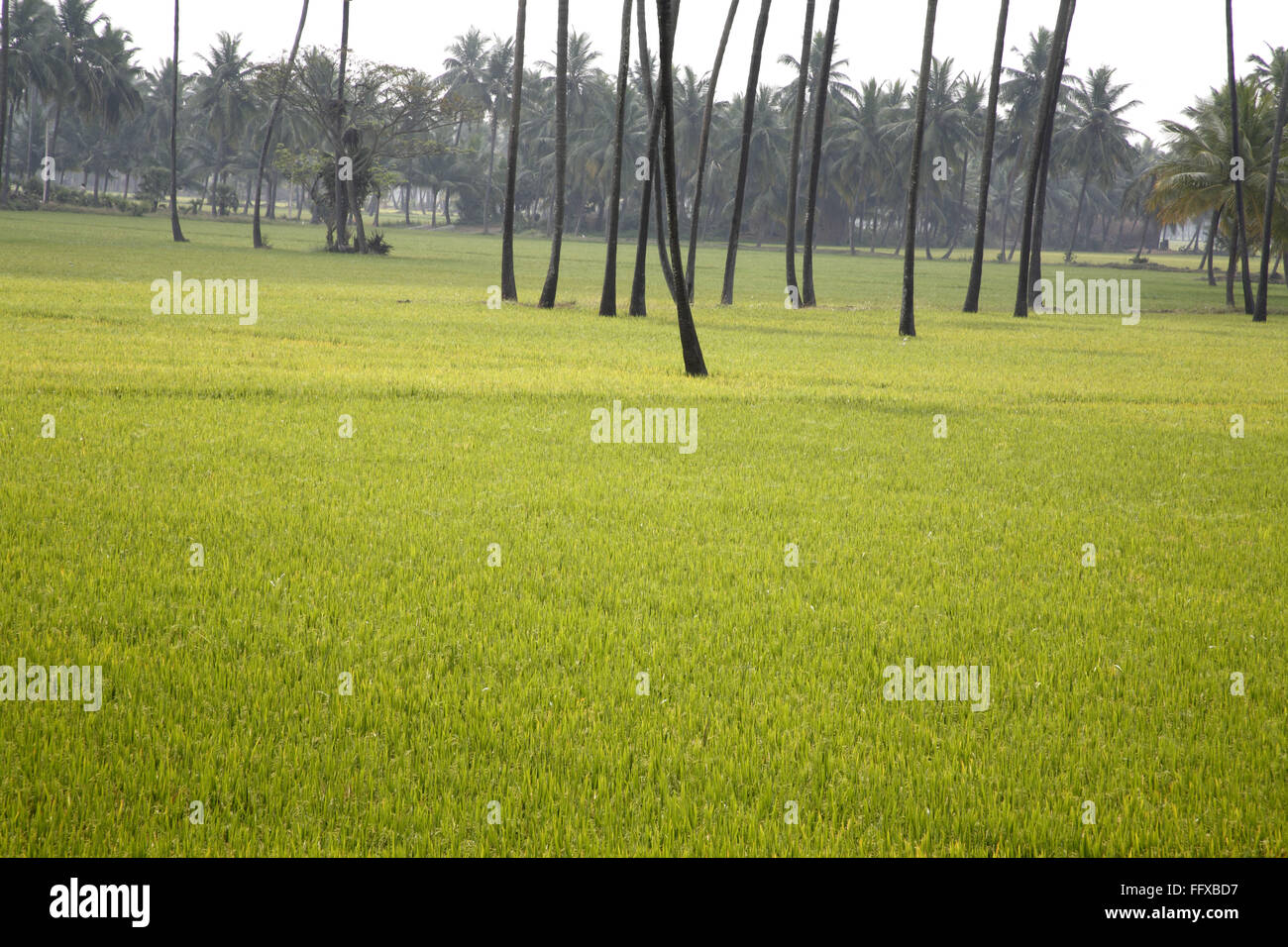Vast grass field High Resolution Stock Photography and Images - Alamy