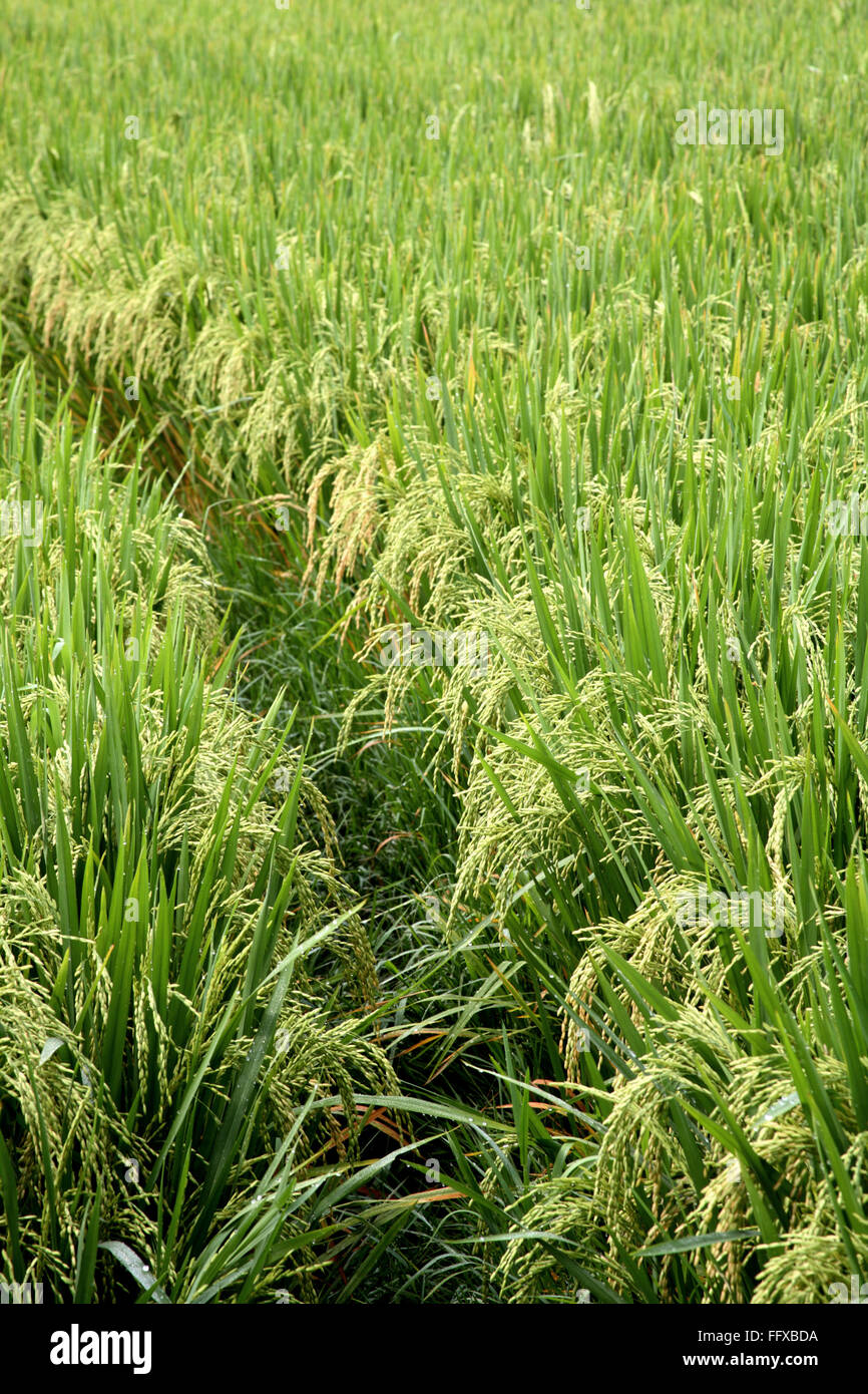 Rice cultivation india hi-res stock photography and images - Alamy