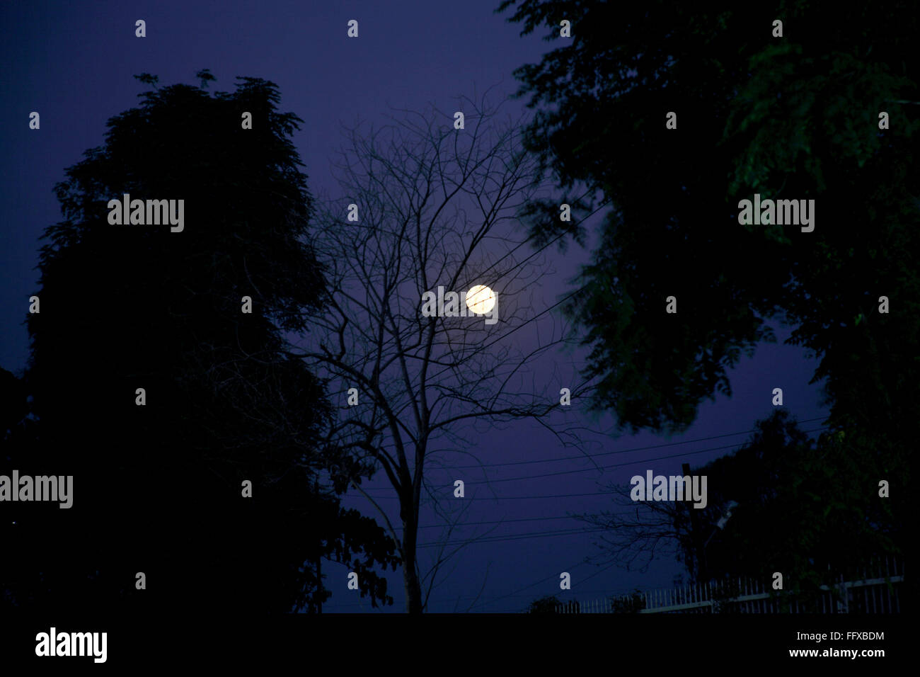 Full moon behind trees Stock Photo - Alamy