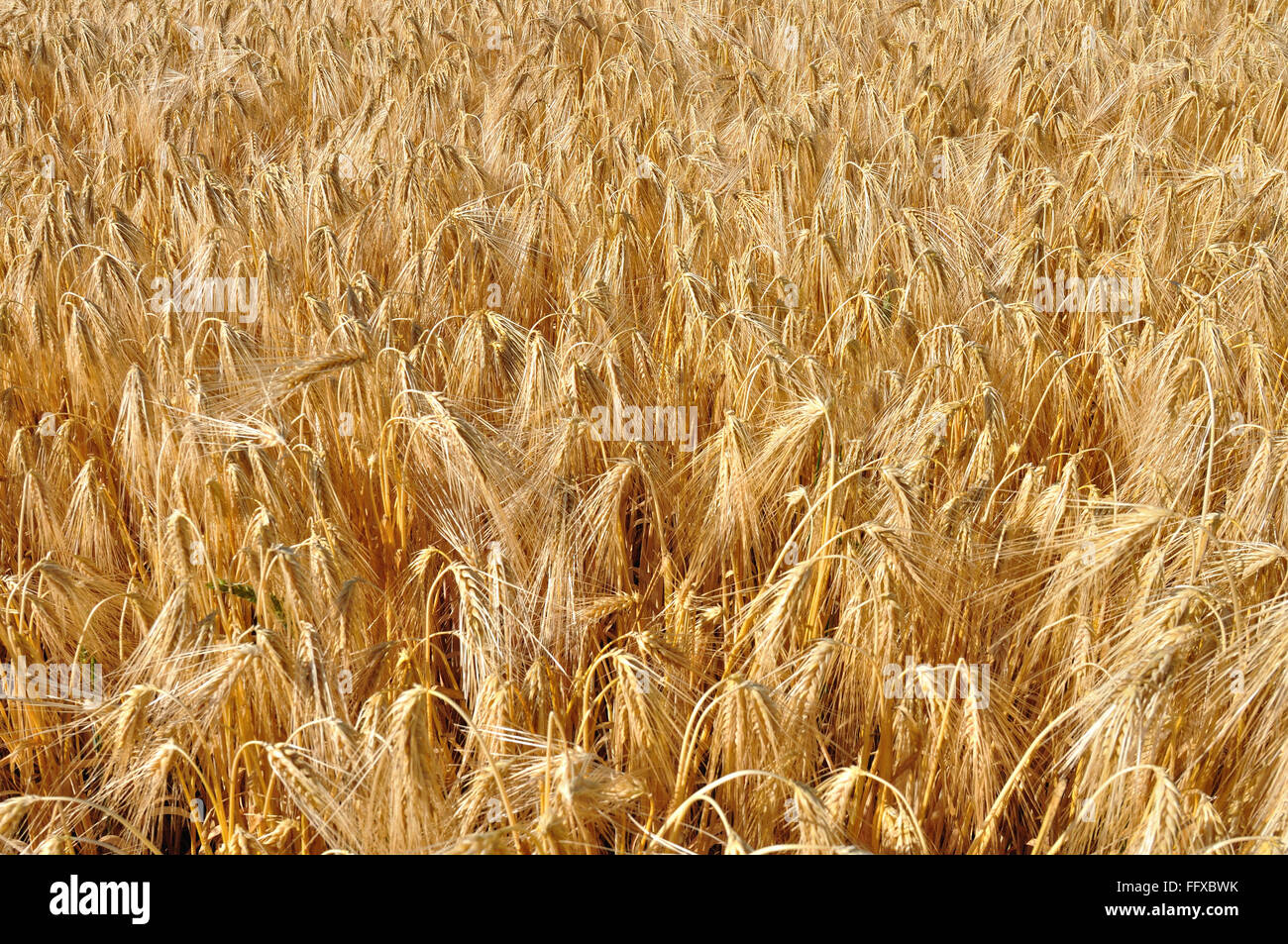 Golden barley background hi-res stock photography and images - Alamy