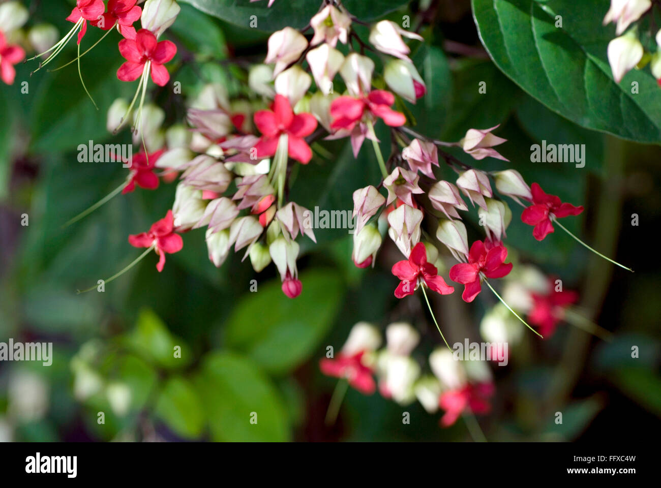 Glory bower Clerodendron many Red flowers pale whitish bracts bleeding ...