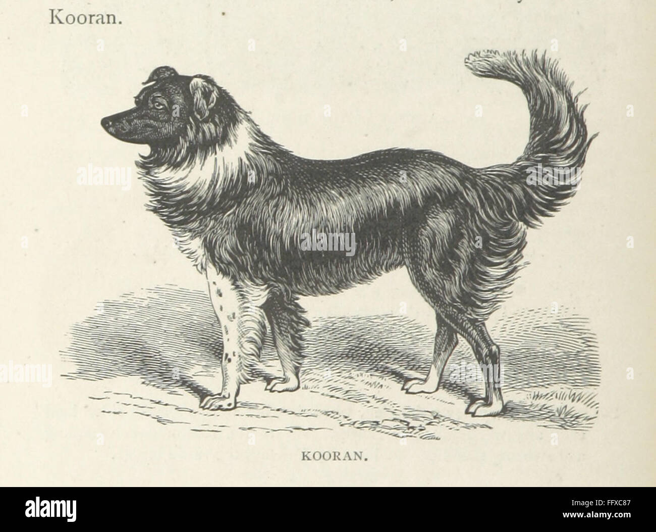 'Kenneth McAlpine' is a novel that follows the journey of the ...