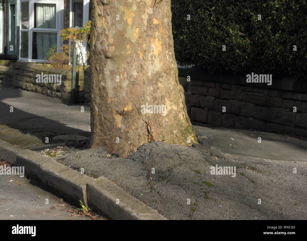 A roadside tree growing on a pavement on a tree lined road in Ecclesall ...