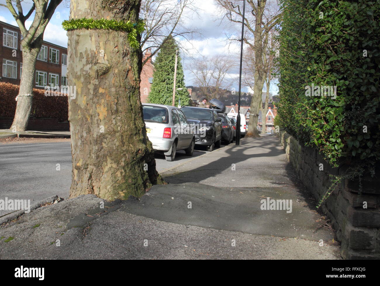 A tree growing on a pavement in Sheffield hung with tinsel indicates it ...