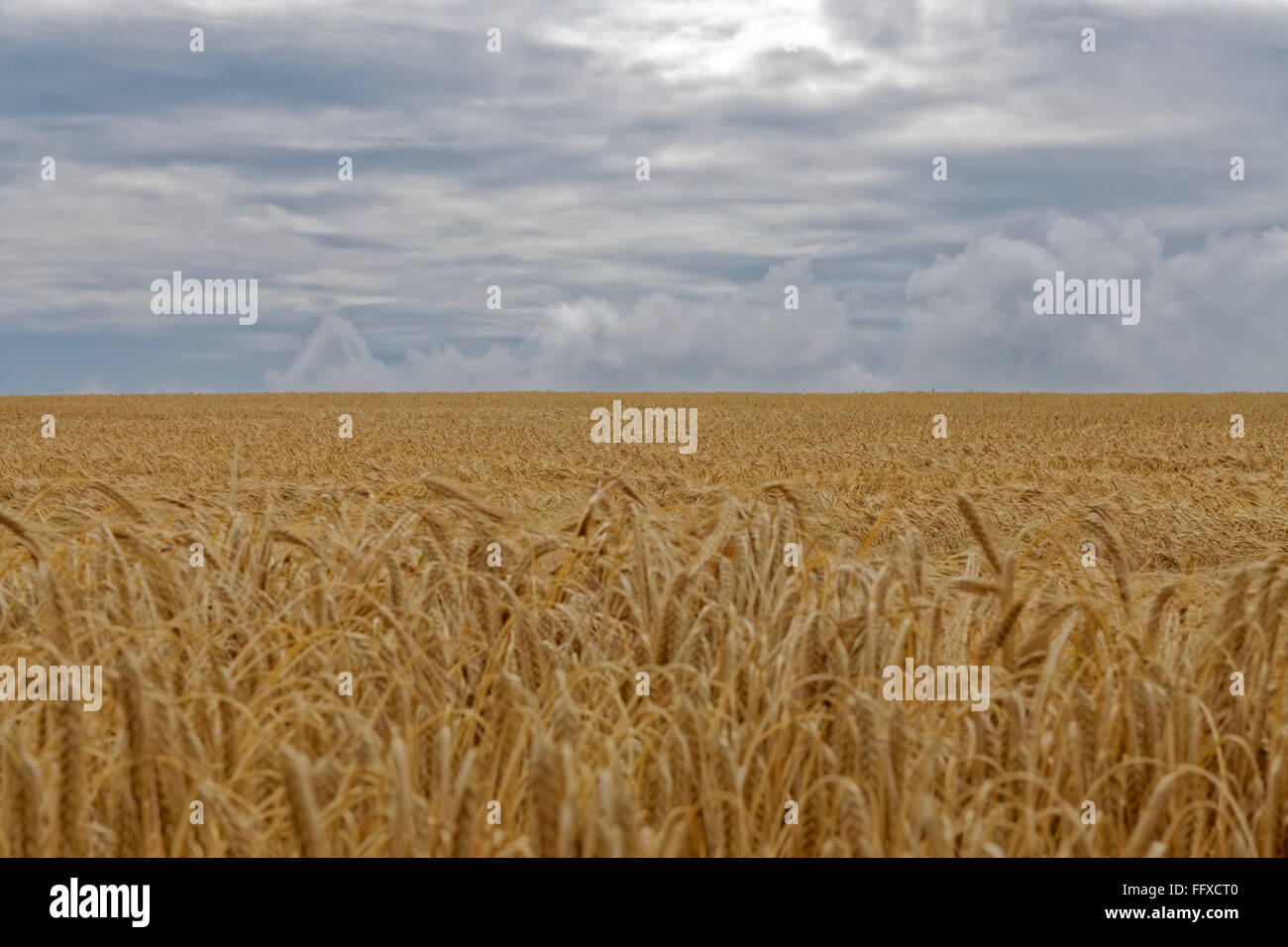 Bad field hi-res stock photography and images - Alamy