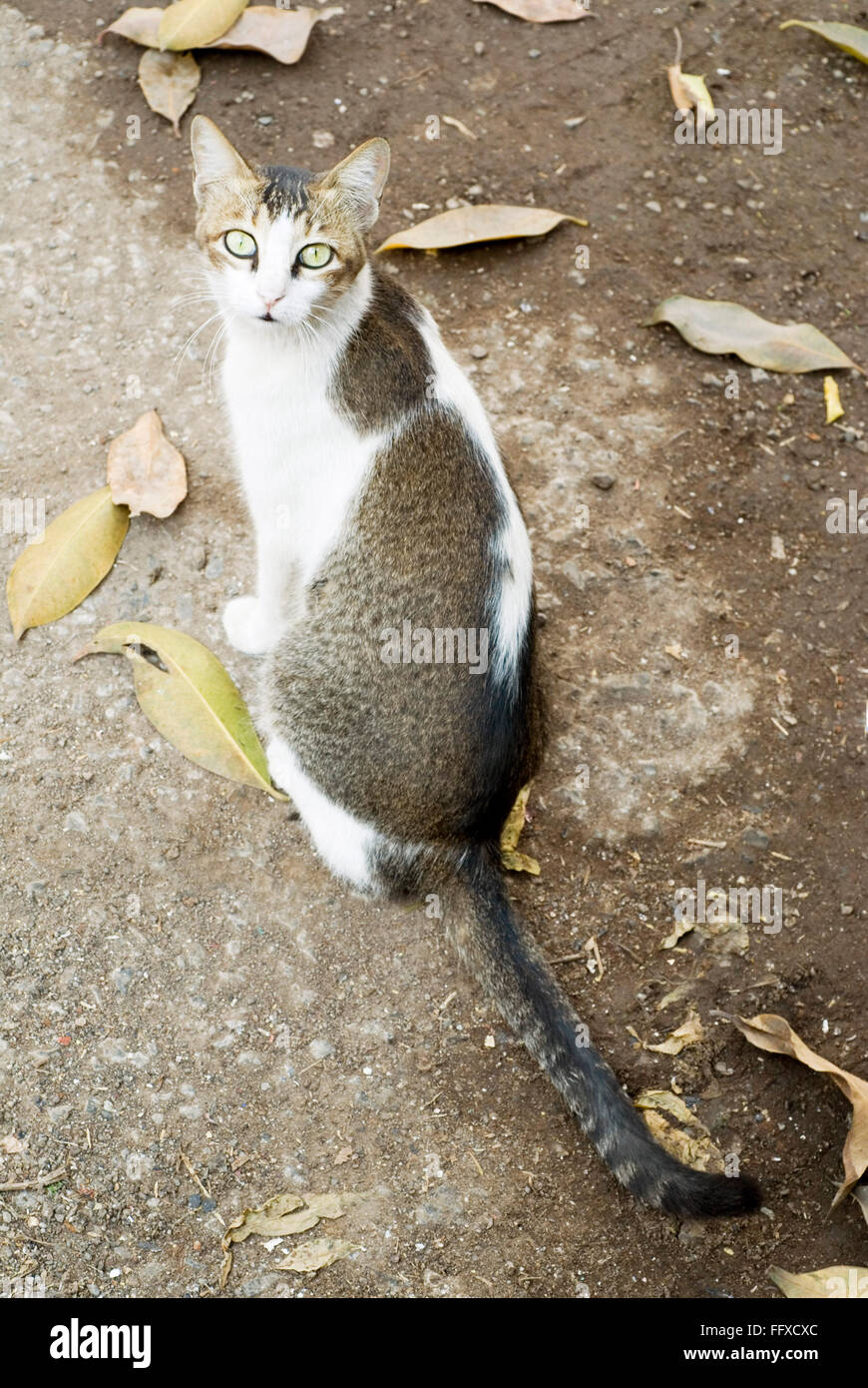 Gray and white hi-res stock photography and images - Alamy