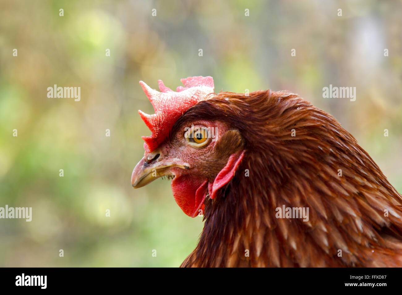 Brown hen.Gallus gallus domesticus Stock Photo - Alamy