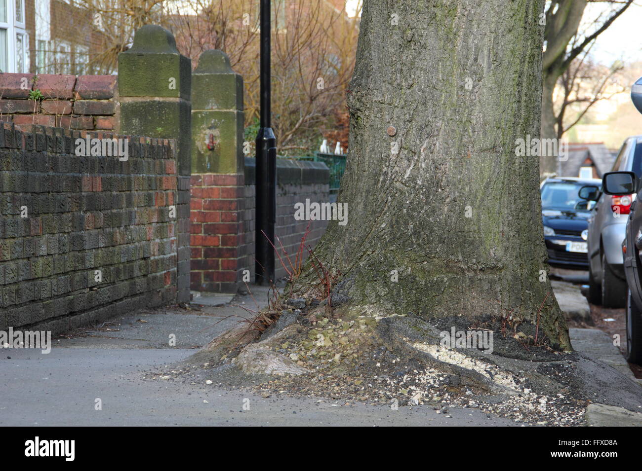 A roadside tree growing on a pavement on a tree lined road in Ecclesall ...