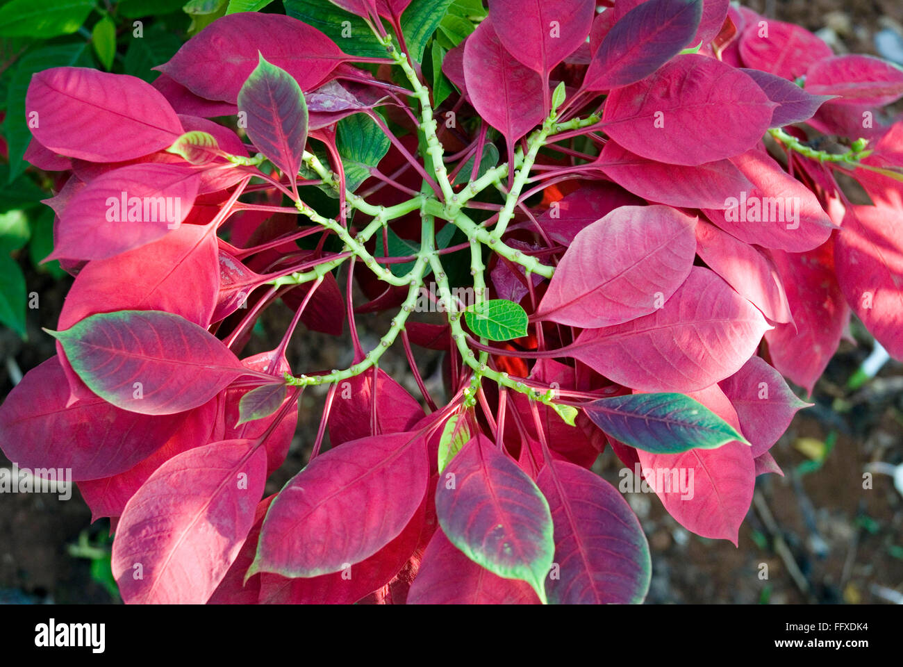 Coloured plant leaves hi-res stock photography and images - Alamy