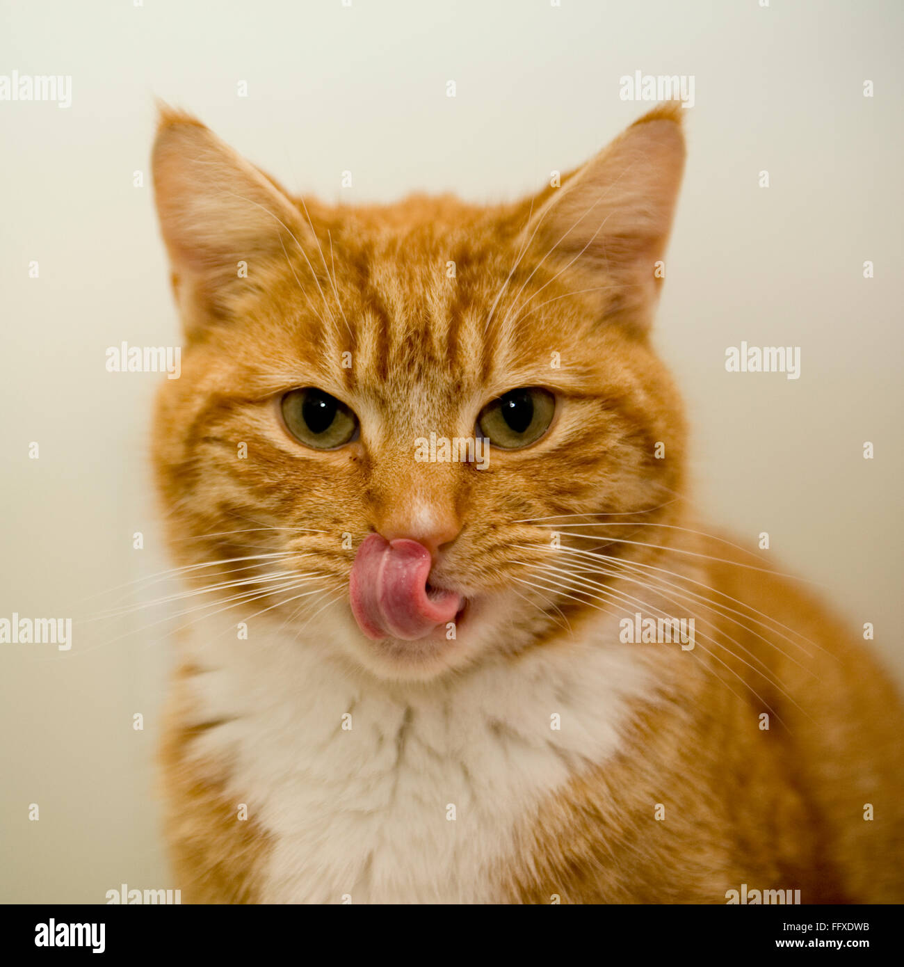 ginger cat licking lips Stock Photo - Alamy