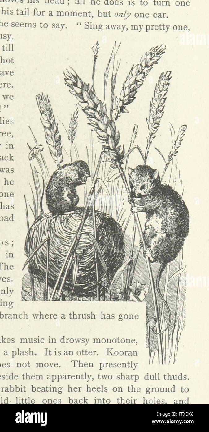 This vintage book tells the story of Kenneth McAlpine, exploring the ...