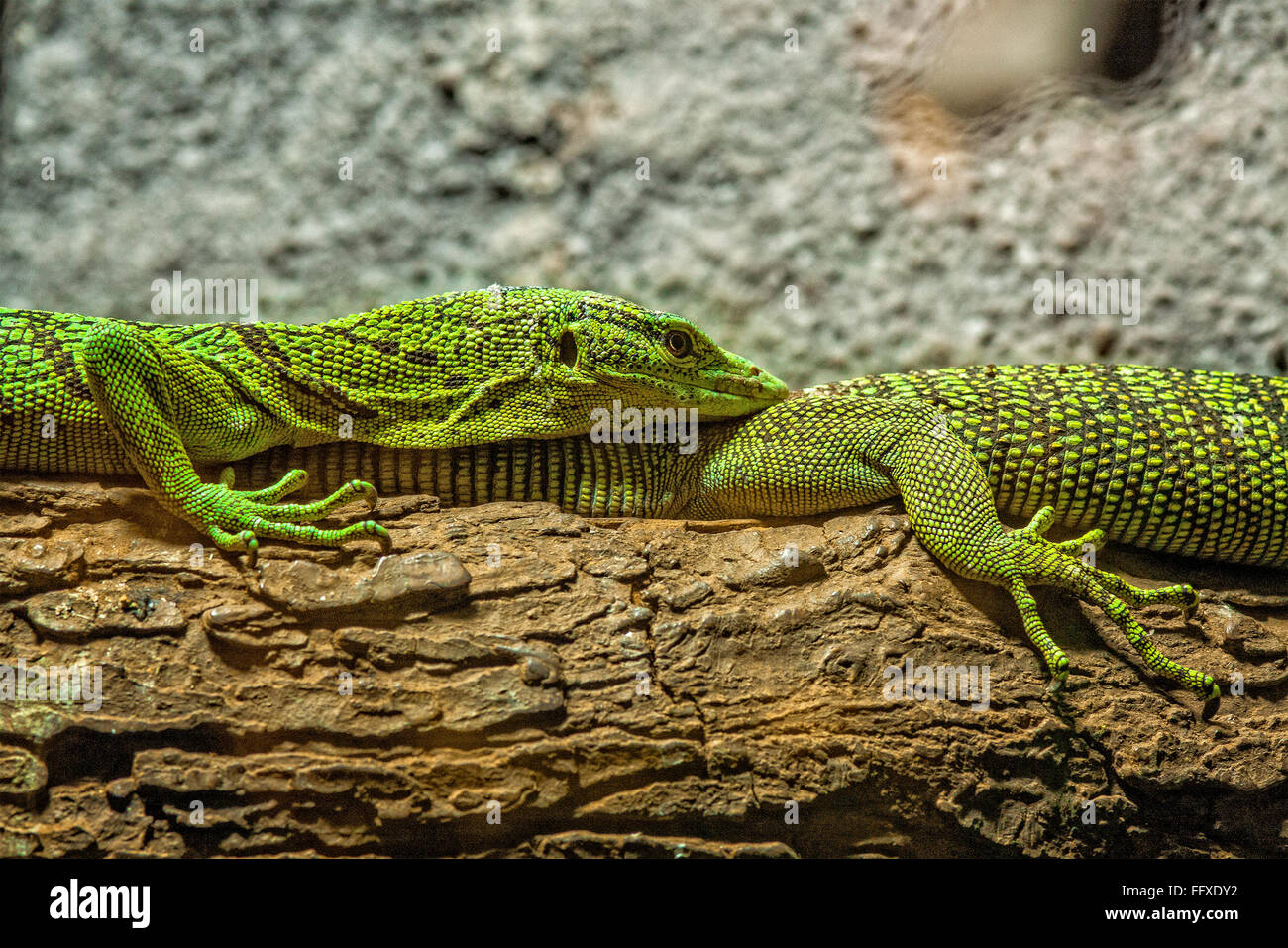 Trunk animals hi-res stock photography and images - Alamy