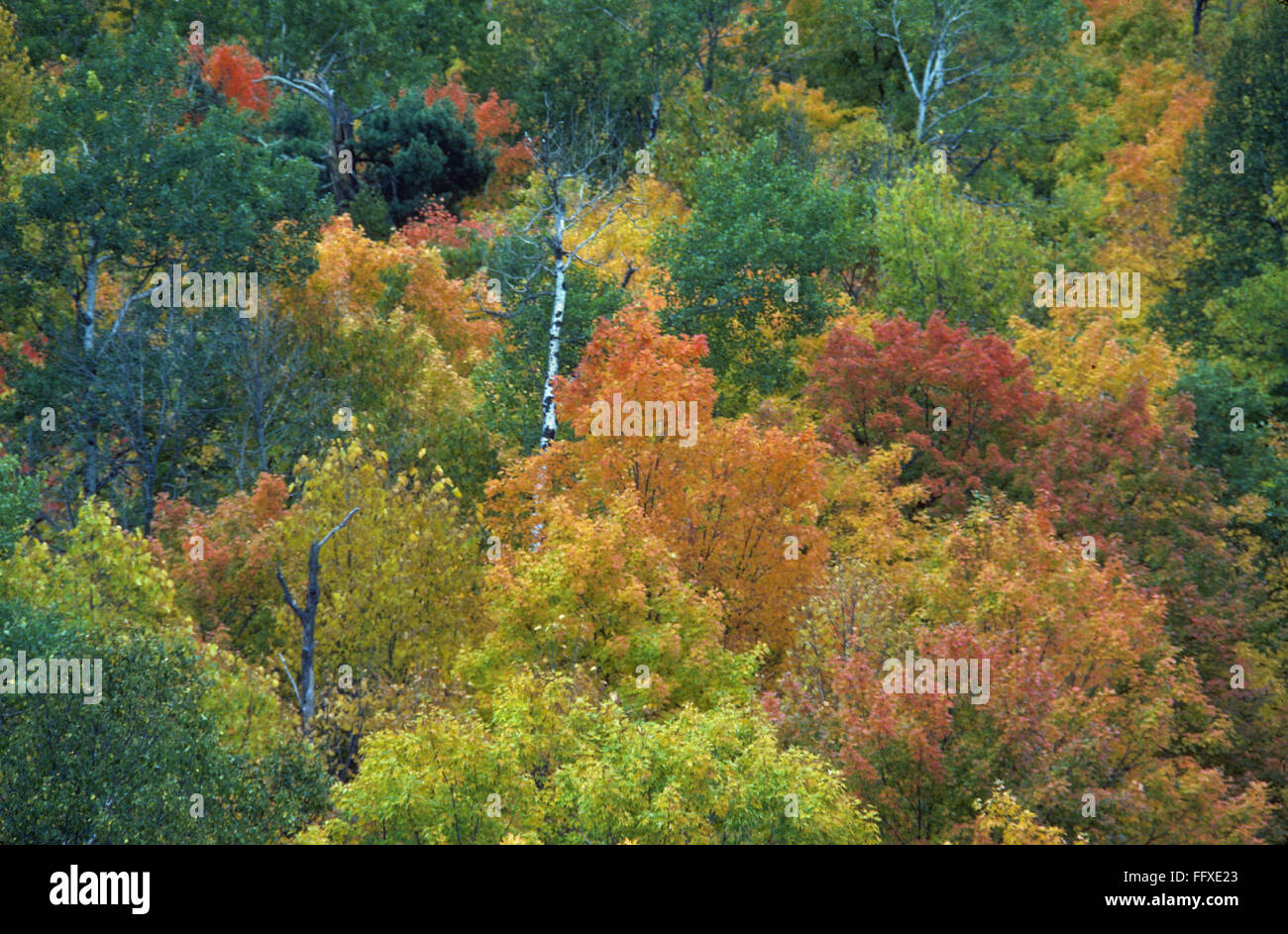 MINNESOTA: FOLIAGE. /nAerial view of autumn foliage in a Minnesota ...