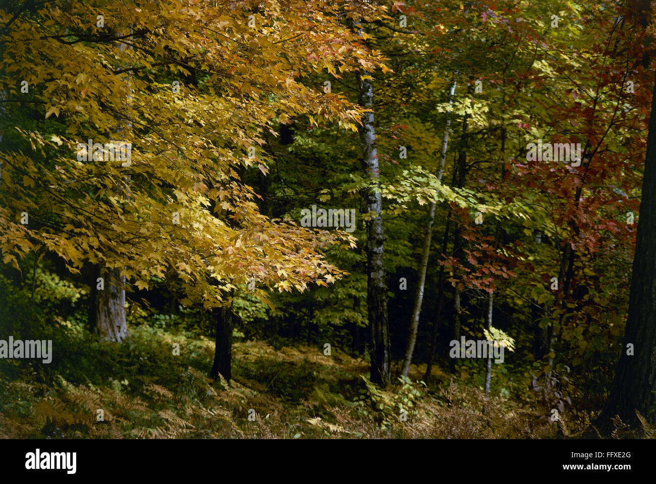 MINNESOTA: FOLIAGE. /nAutumn foliage in a Minnesota forest ...