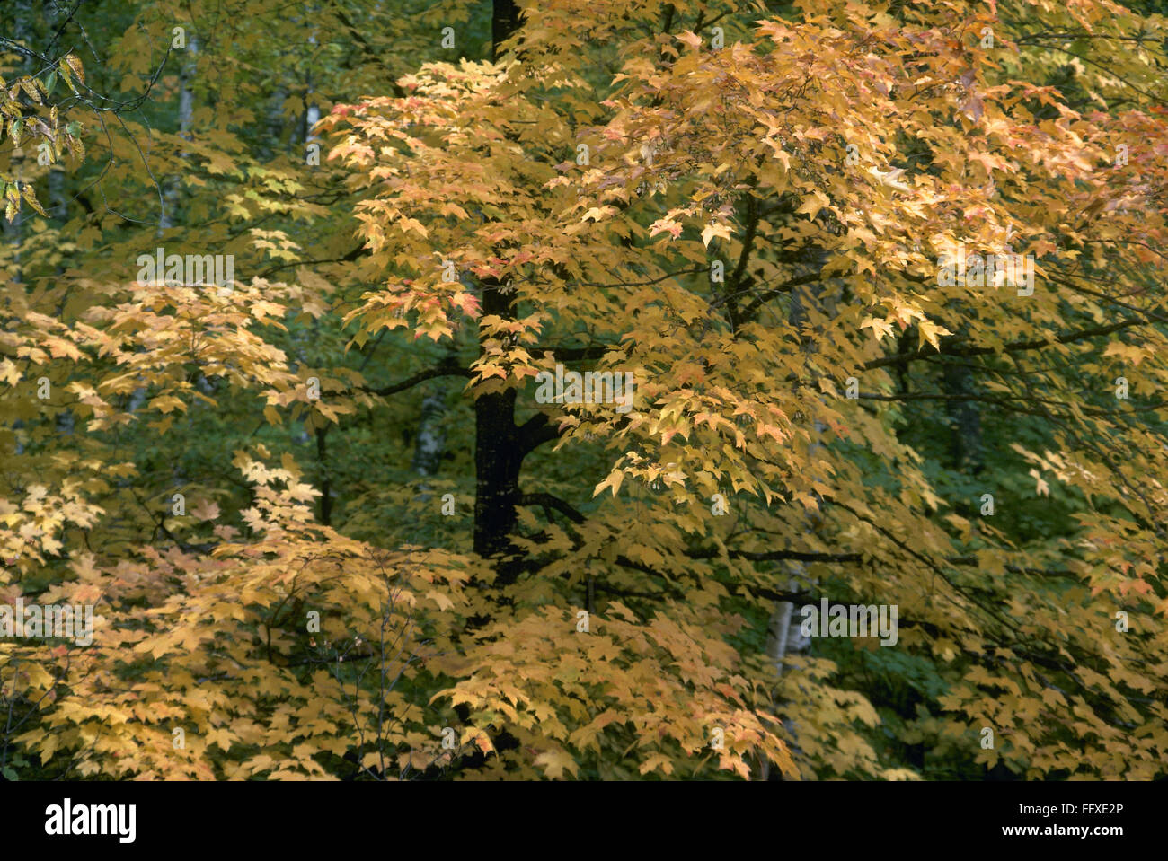 MINNESOTA: FOLIAGE. /nAutumn foliage in a Minnesota forest ...