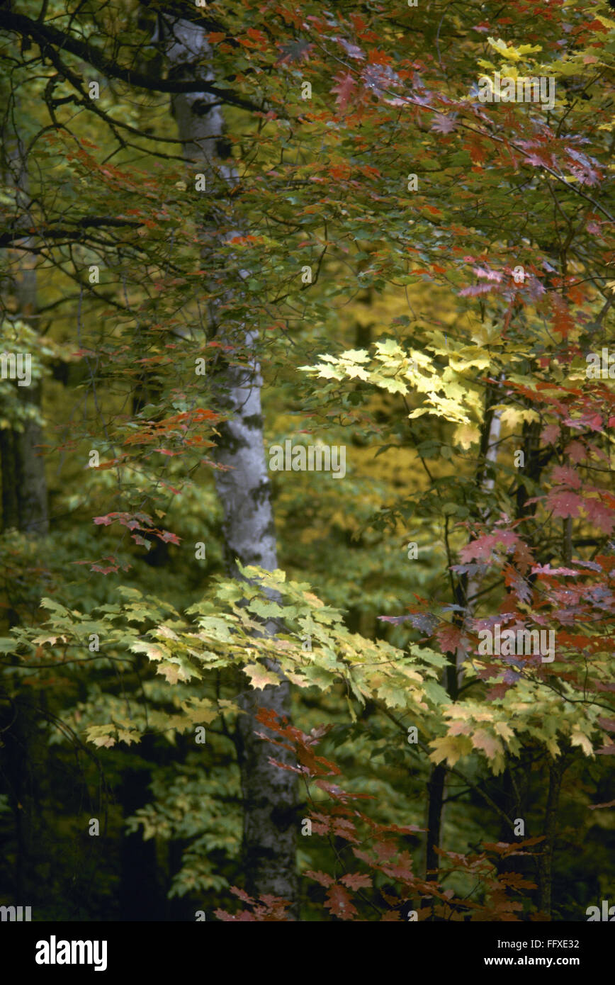 MINNESOTA: FOLIAGE. /nAutumn foliage in a Minnesota forest ...