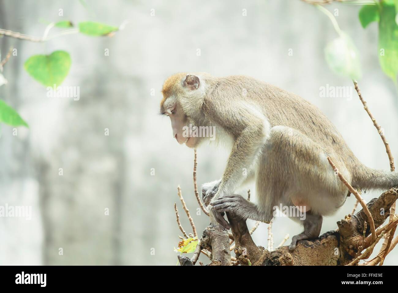 Monkey Side View High Resolution Stock Photography and Images - Alamy