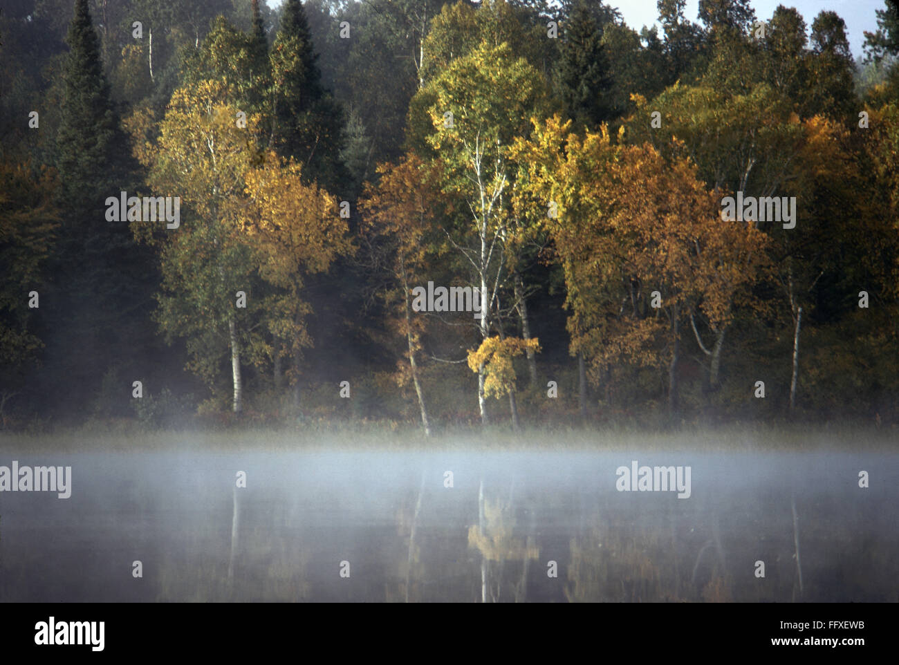 MINNESOTA: FOREST. /nForest on the banks the Mississippi River in ...