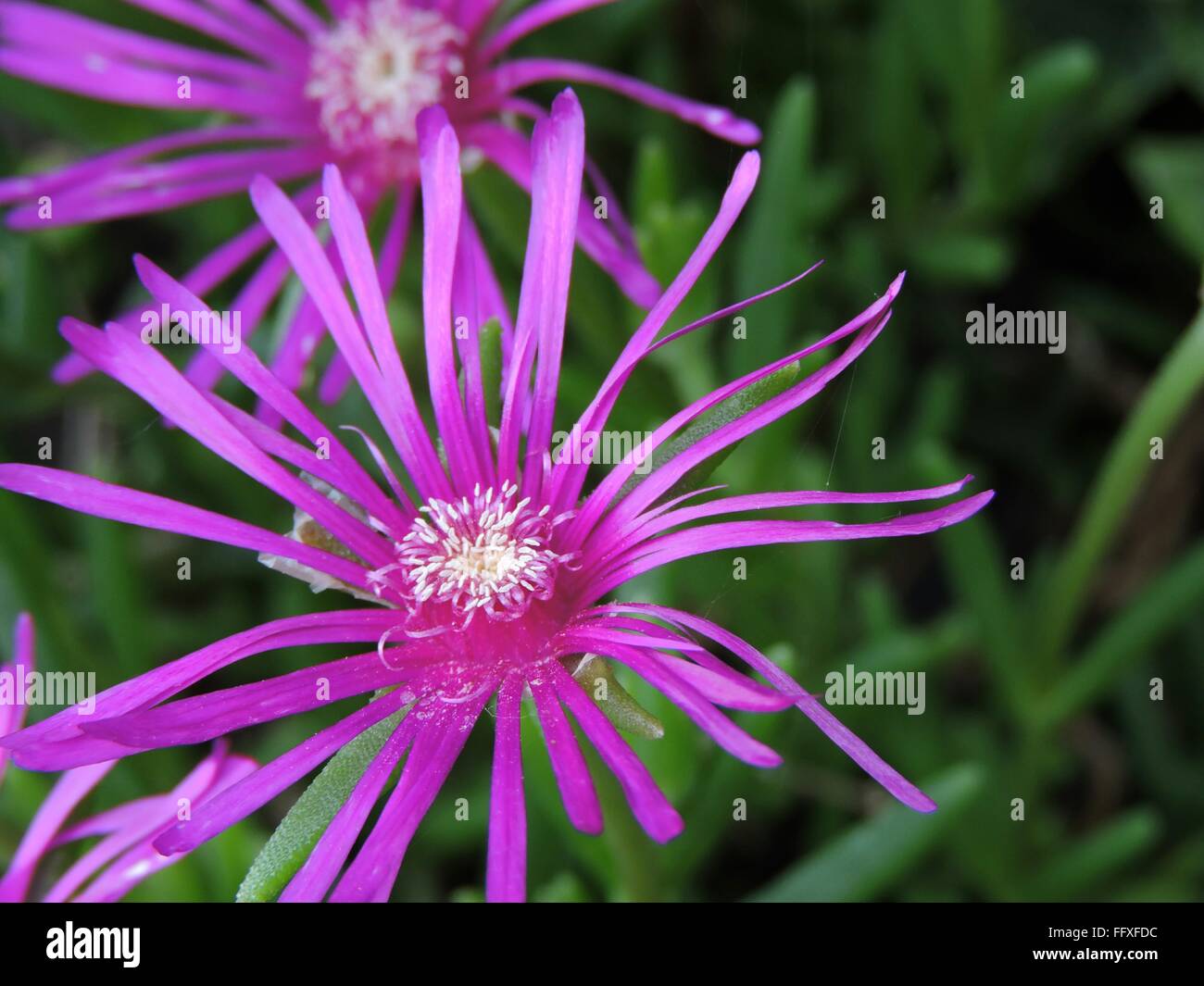 Pink sea fig flowers botany hi-res stock photography and images - Alamy