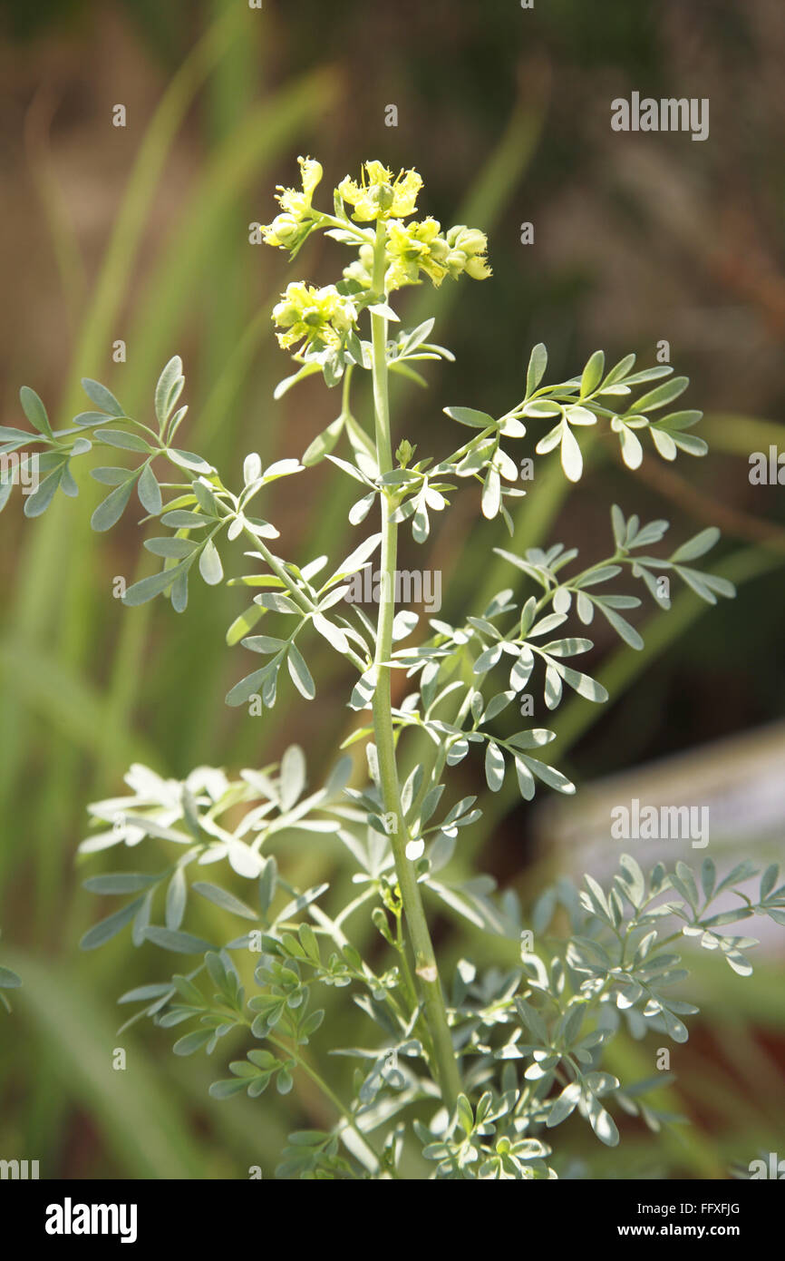 Rue Plant Flowers