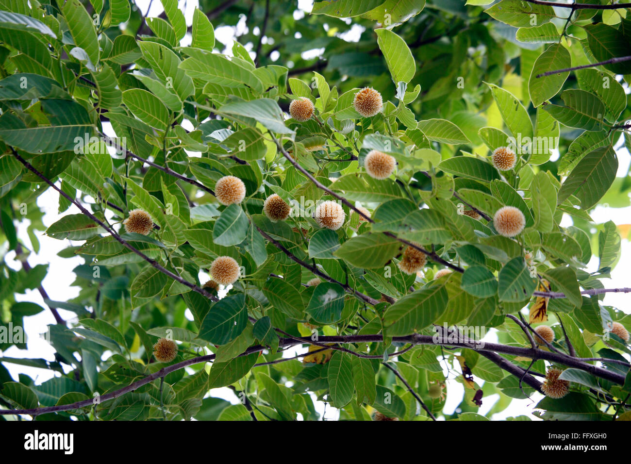 Tree of Kudamba flower Stock Photo - Alamy